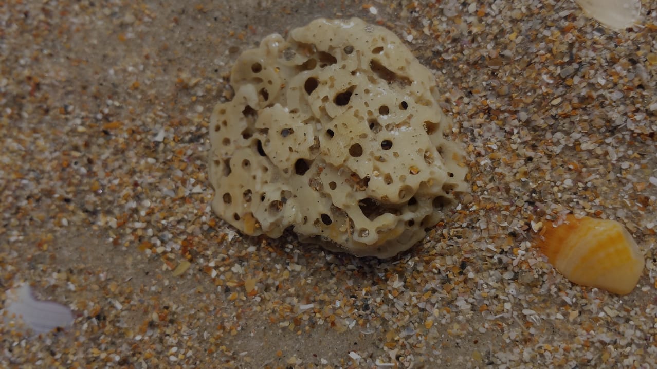Why does this rock look like a sponge? - Mystery Science