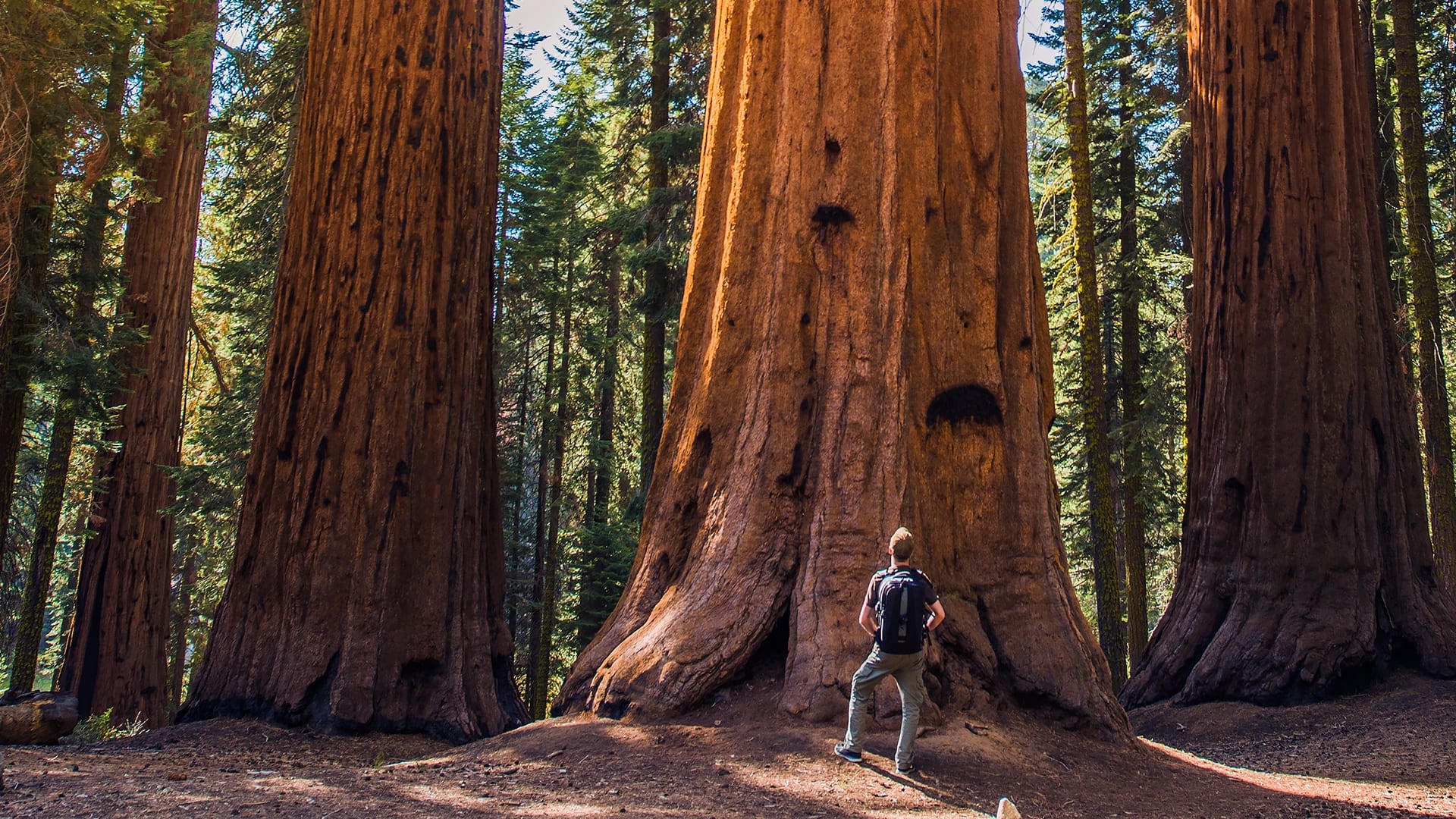 What's the biggest tree in the world? - Mystery Science