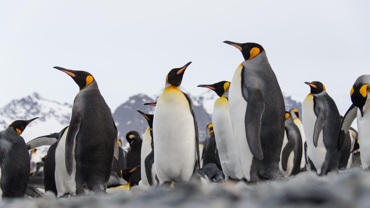 Why do penguins have wings if they can’t fly? - Mystery Science