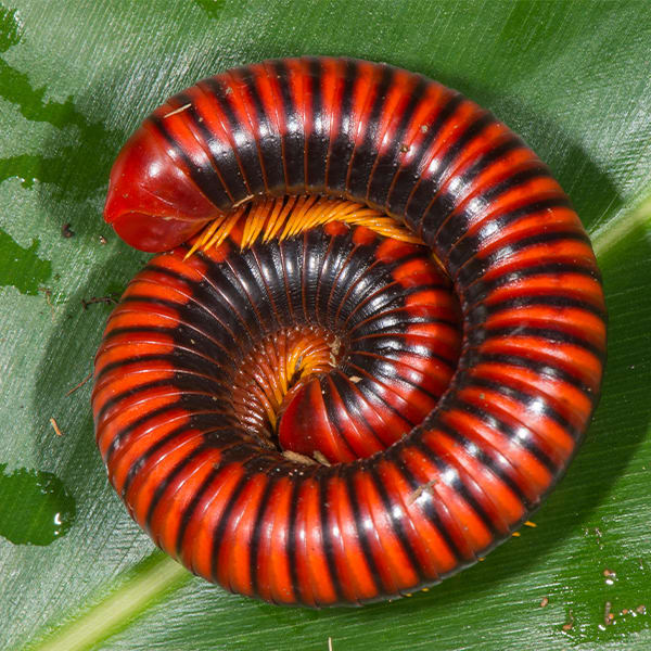 Why are so many people scared of bugs?