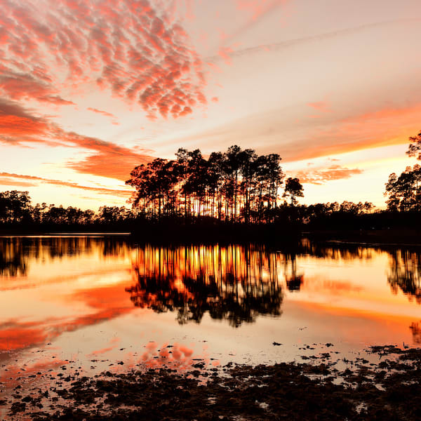 What do we see and hear in the Everglades at night?