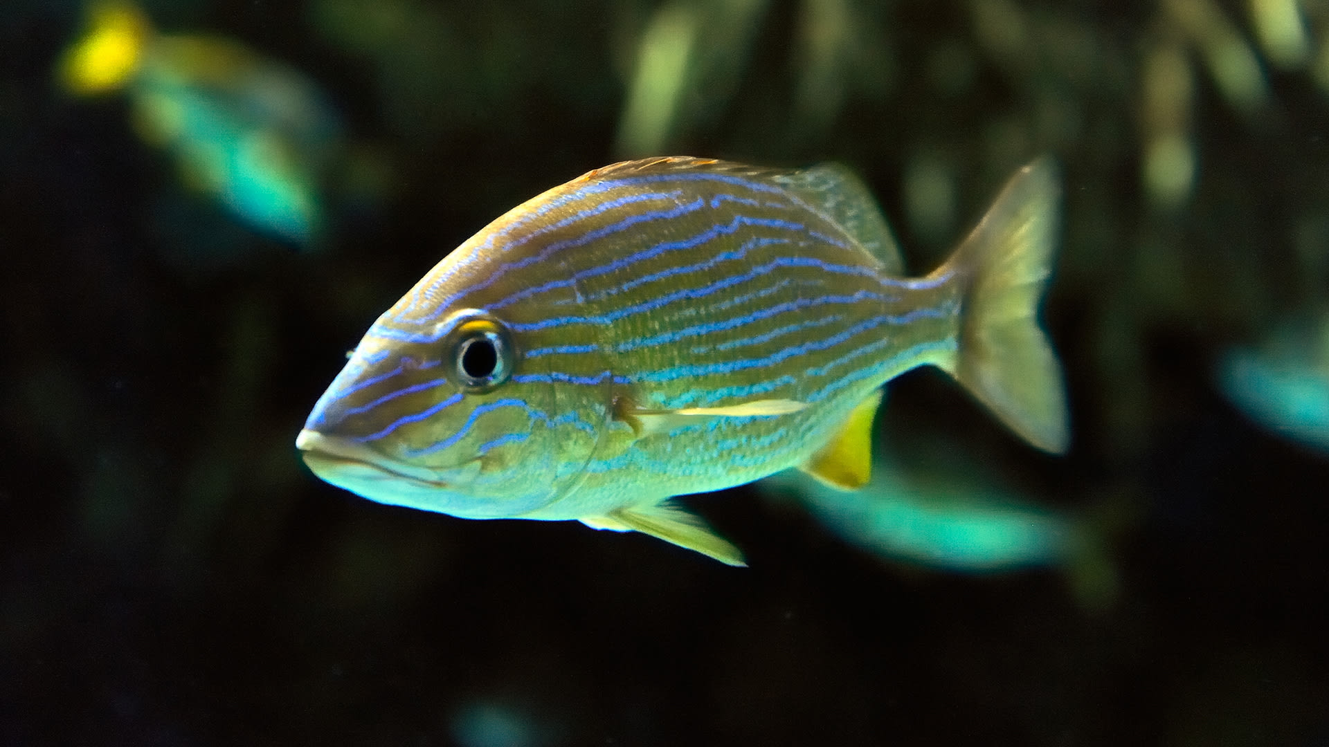 Do fish sleep? - Mystery Science