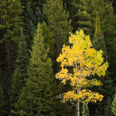 Where do plants grow best?