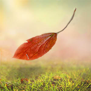 Where do fallen leaves go?