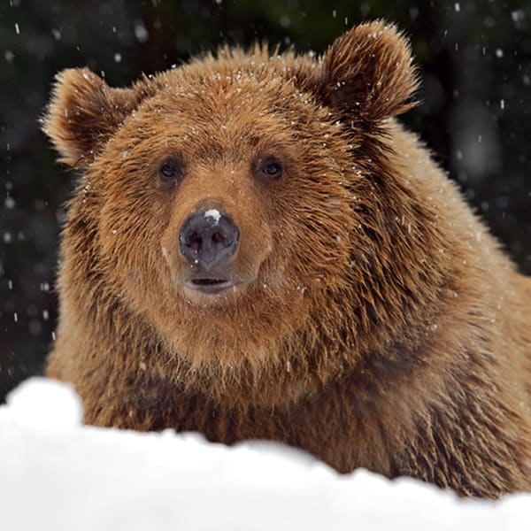 Why do bears hibernate?