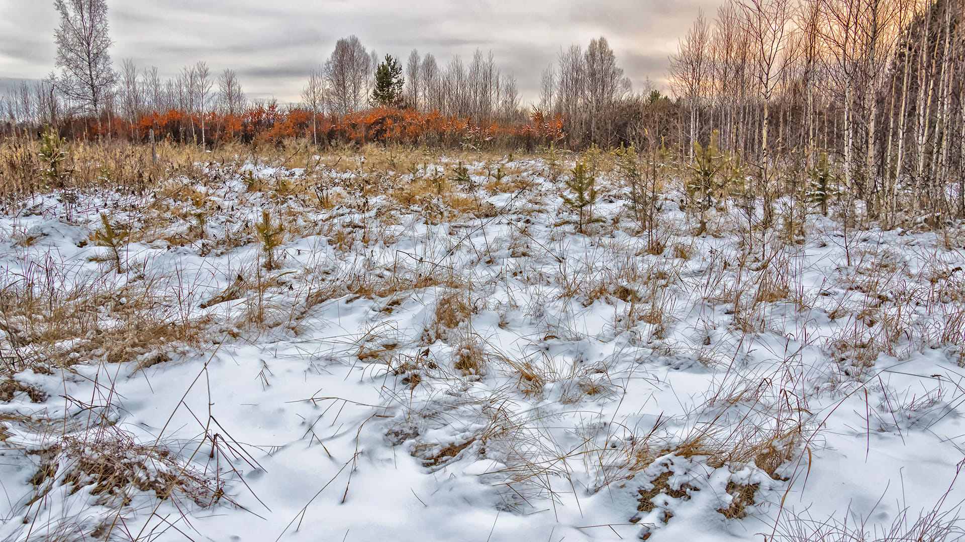 Where do bugs go in winter? - Mystery Science