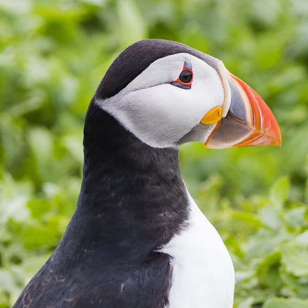 Why do birds have beaks?