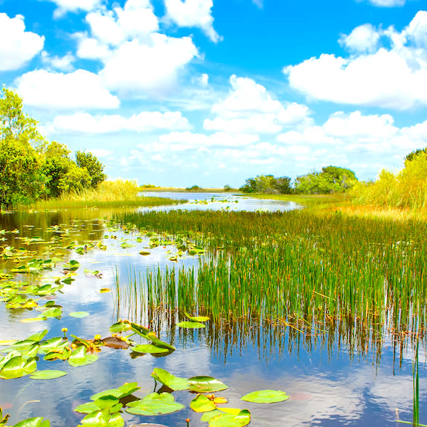 Everglades Adventure