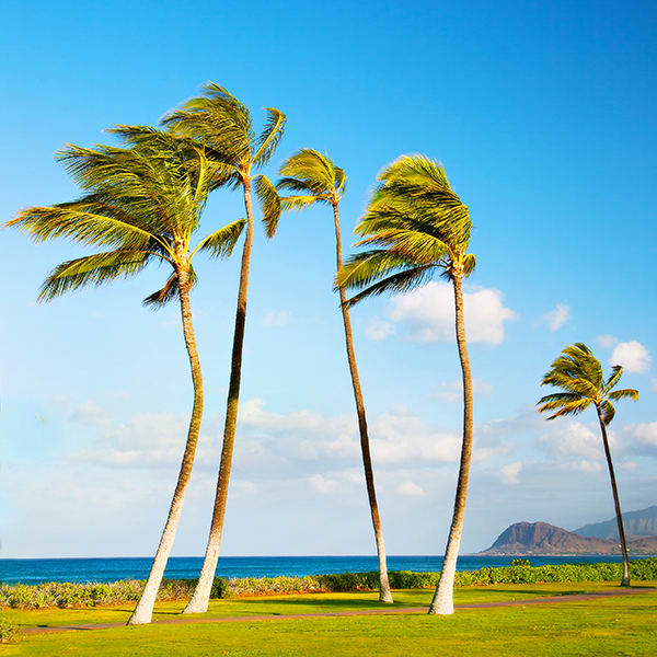 Why don't trees blow down in the wind?