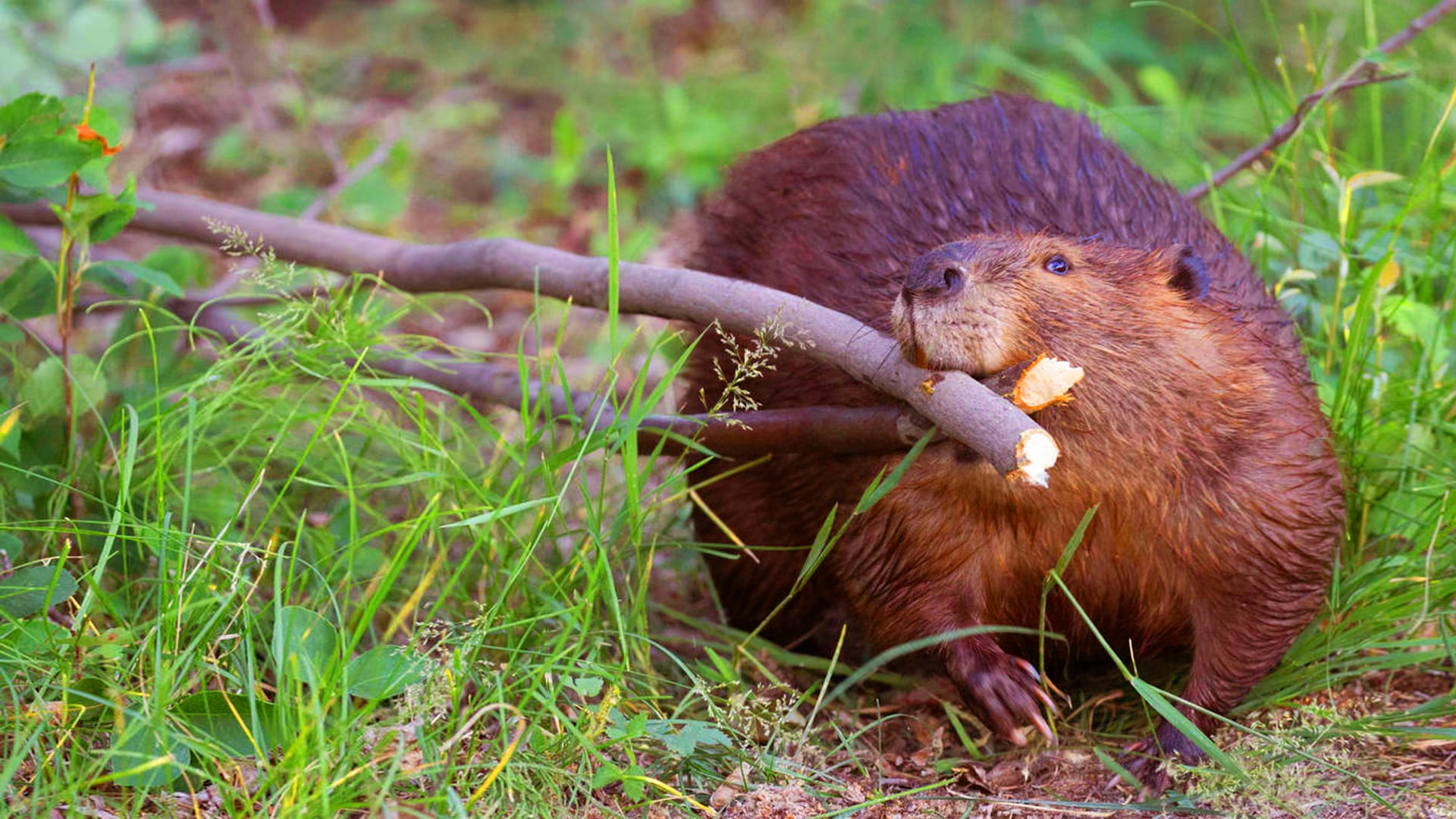 Why do beavers build dams? - Mystery Science