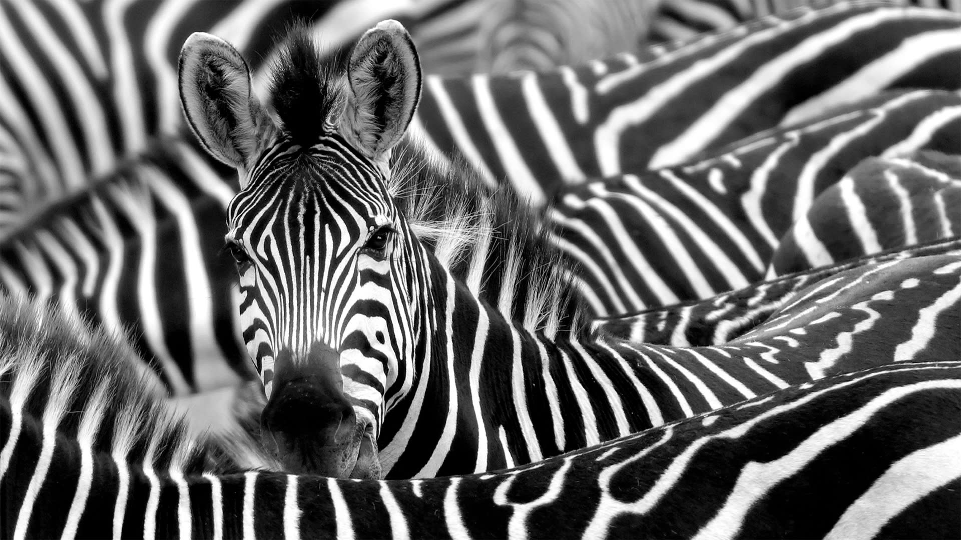 Why do zebras have stripes? - Mystery Science