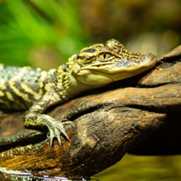 How is your life like an alligator's life?