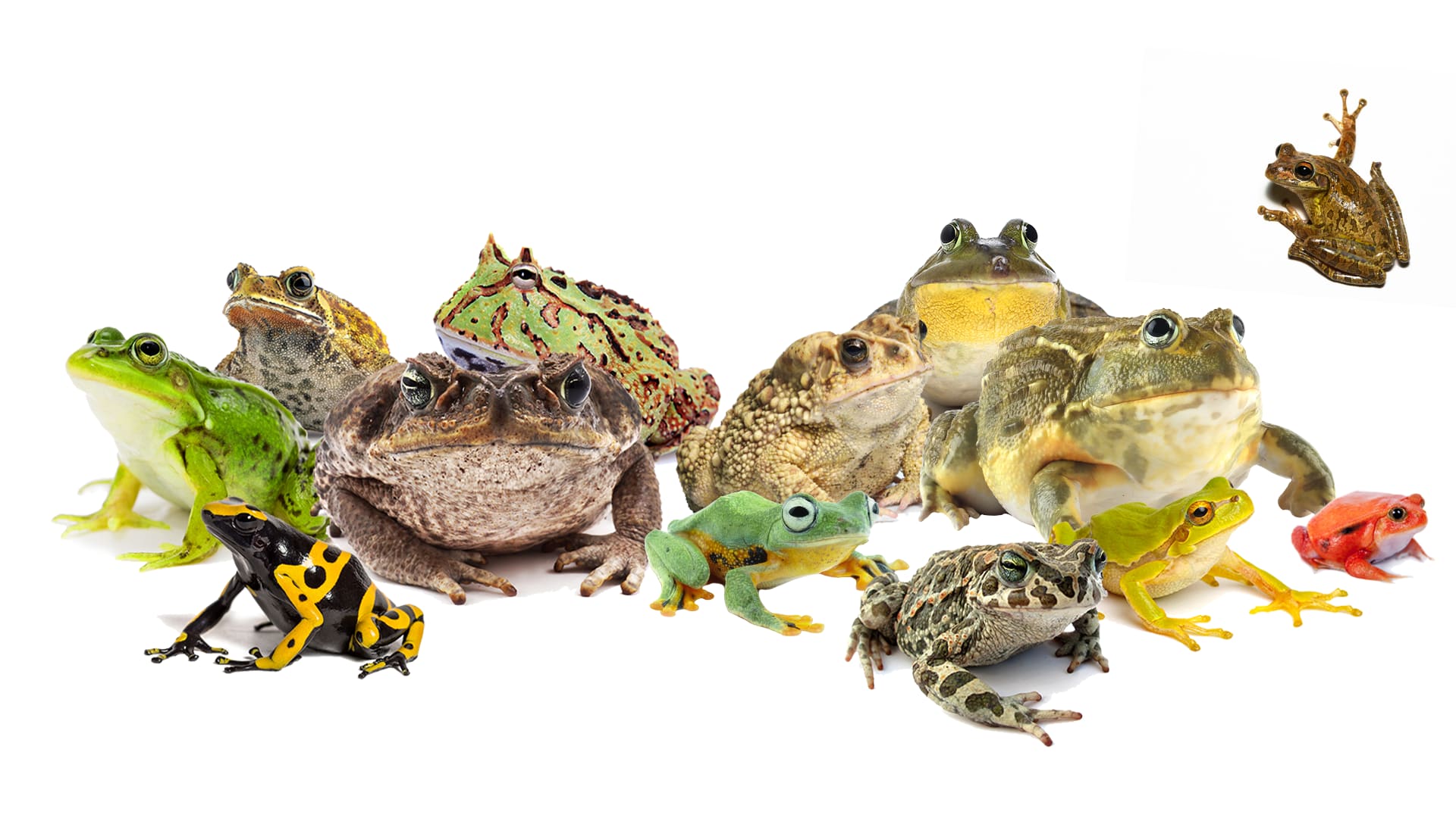 How many kinds of frogs are there? - Mystery Science