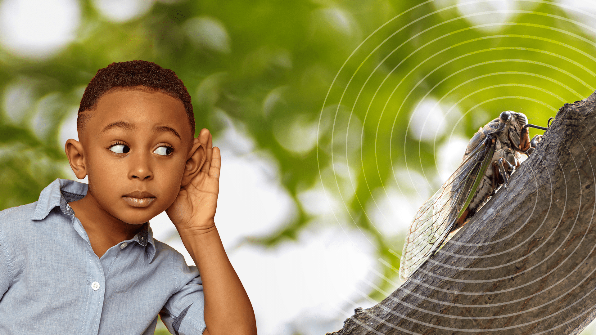 How do cicadas make so much noise? - Mystery Science