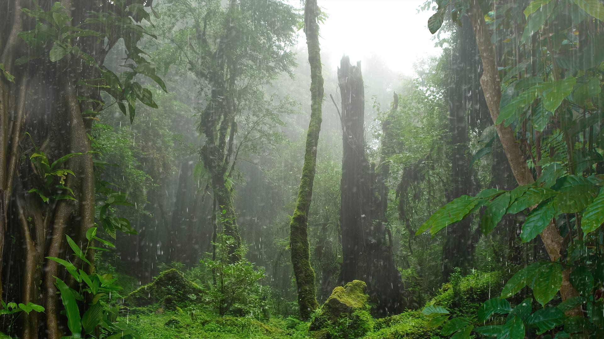 Why are rainforests so rainy? - Mystery Science