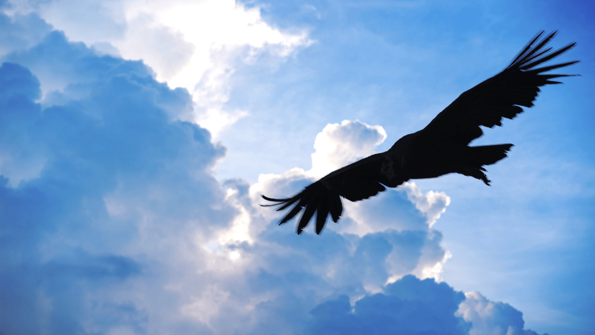 What's the largest flying animal? - Mystery Science