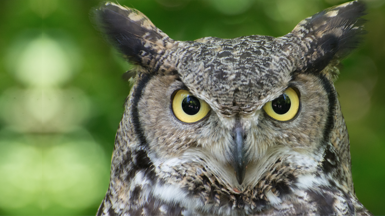 Why do owls say "hoo"? - Mystery Science